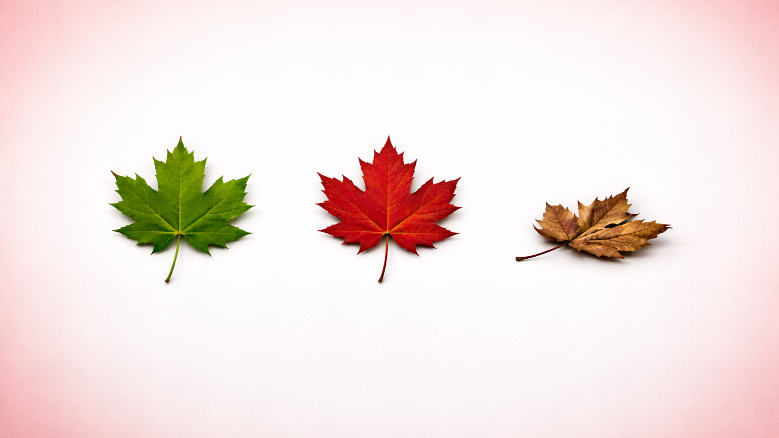 Canada Credit Risk Outlook 2026